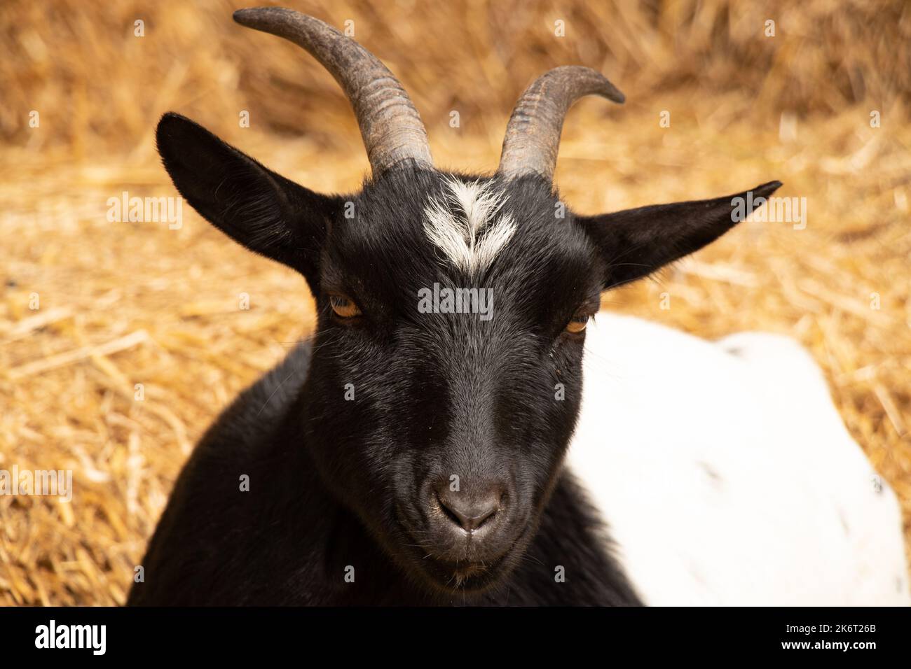 Karpatenziege sitzt auf Heu in den Bergen in der Ukraine, die Ziege ist ...