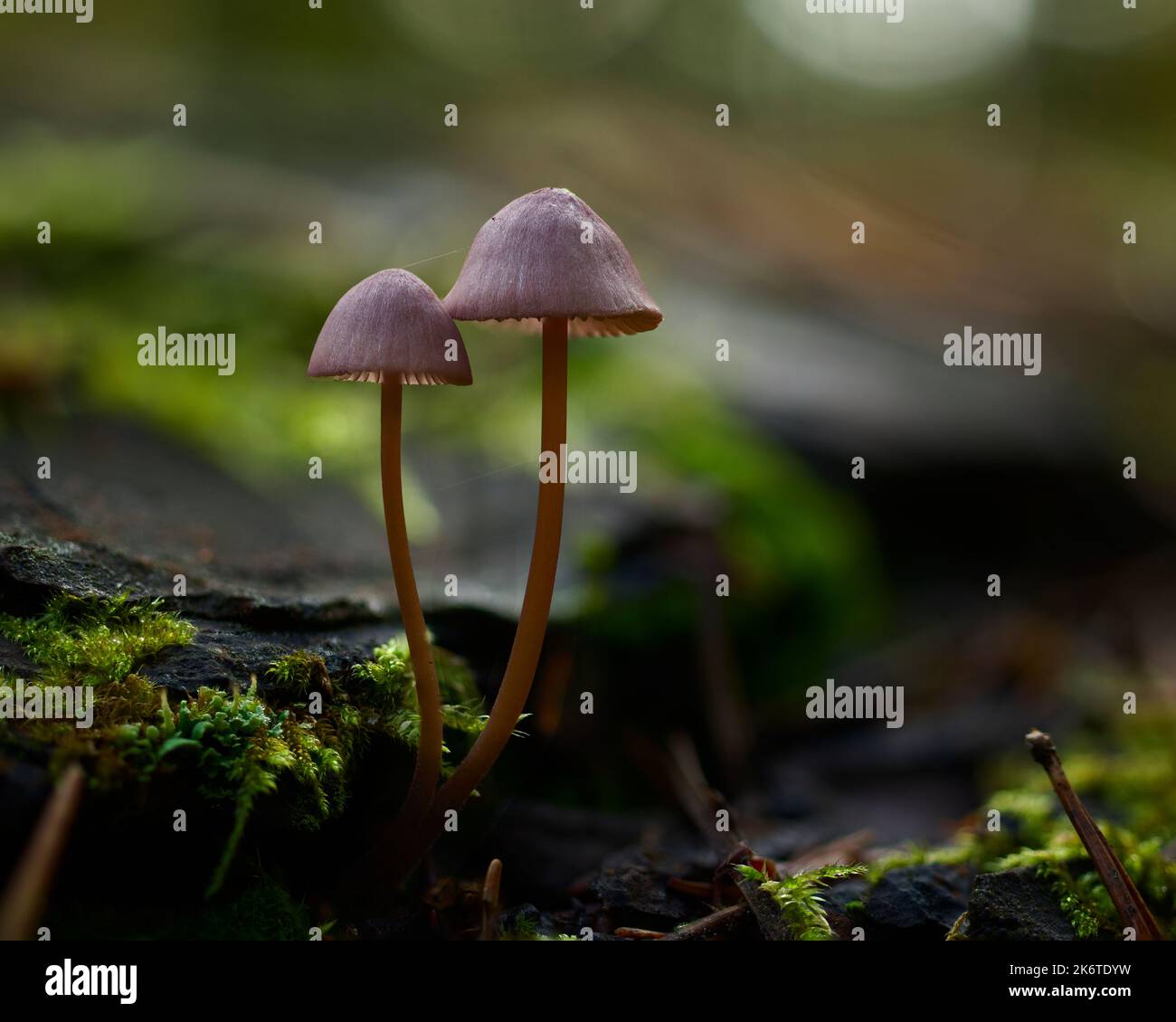 Surreale pilze -Fotos und -Bildmaterial in hoher Auflösung – Alamy