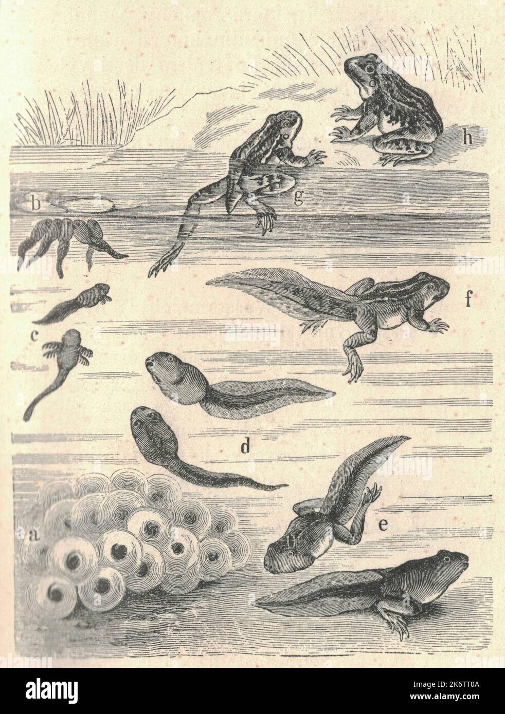 Antike gravierte Illustration der Frosch-Metamorphose. Vintage ...