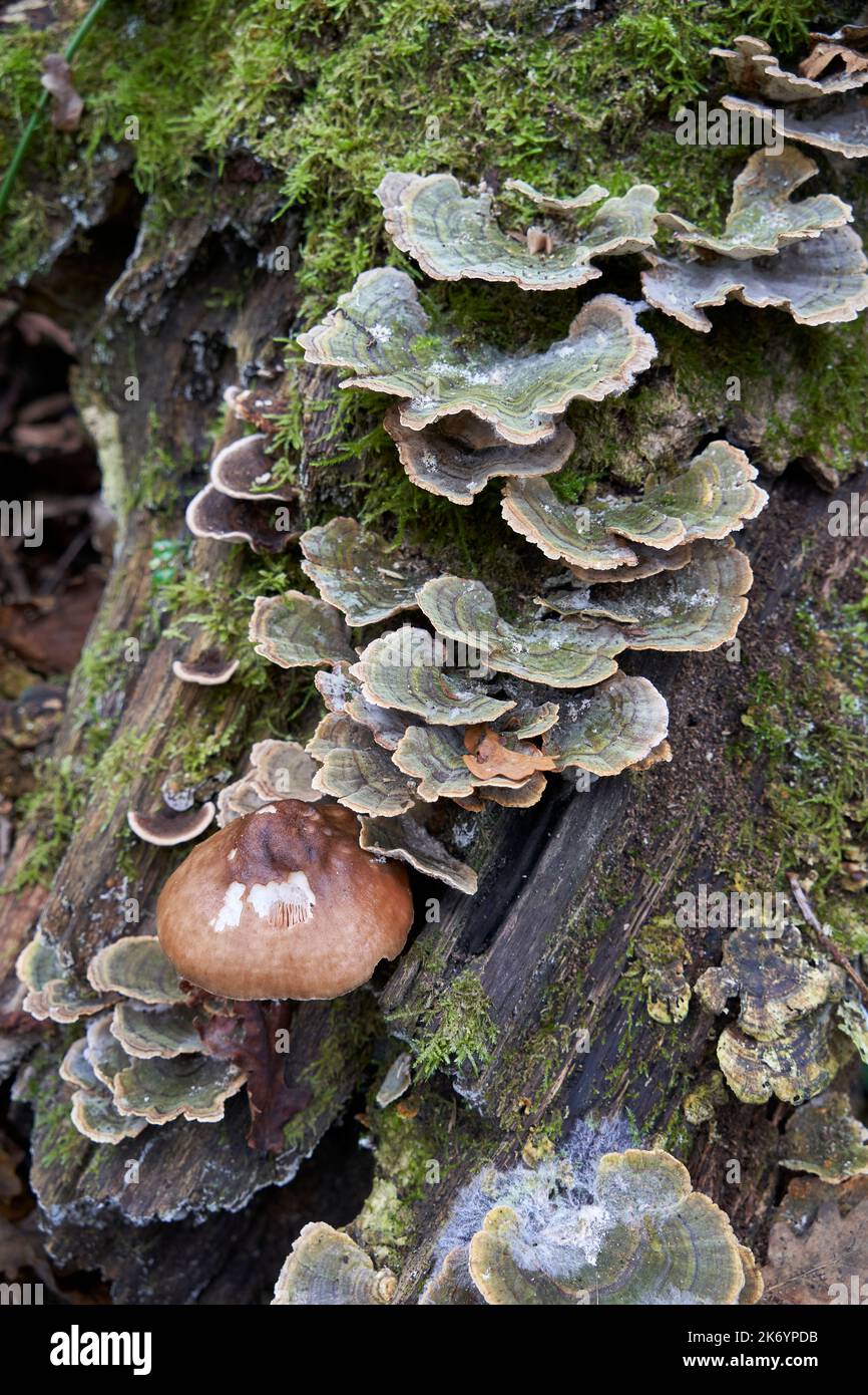 Hongos hongos hongos hongos hongos -Fotos und -Bildmaterial in hoher ...