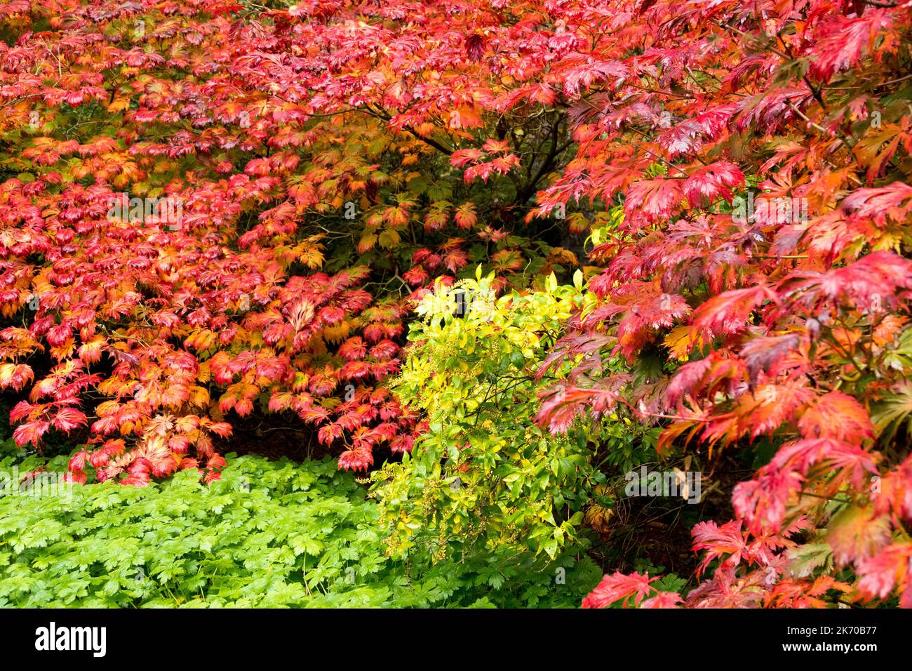 Shrubby Acer japonicum 'Aconitifolium' Acer japonicum Baum im ...