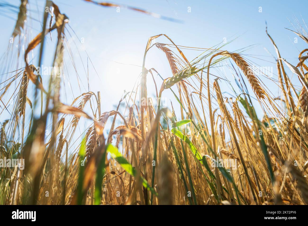 Arten von gerste -Fotos und -Bildmaterial in hoher Auflösung – Alamy