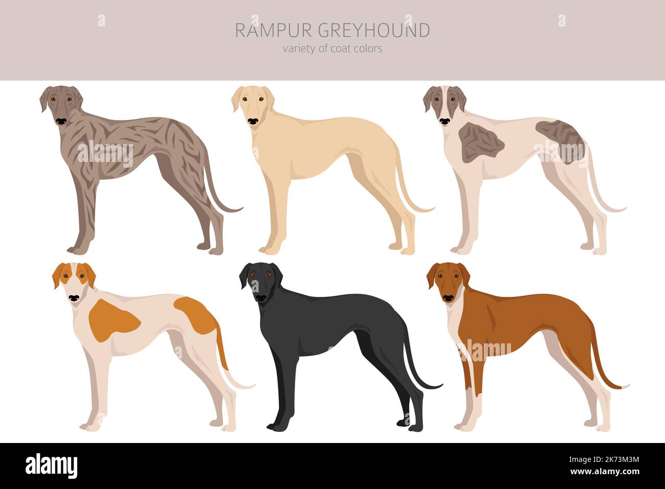 Rampur Greyhound Clipart. Alle Fellfarben eingestellt. Alle Hunderassen ...