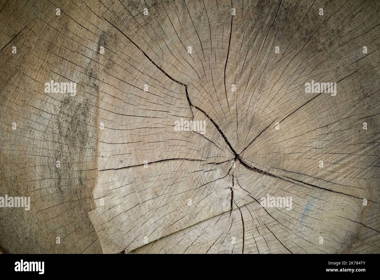 Timber board cross section pine -Fotos und -Bildmaterial in hoher Auflösung – Alamy