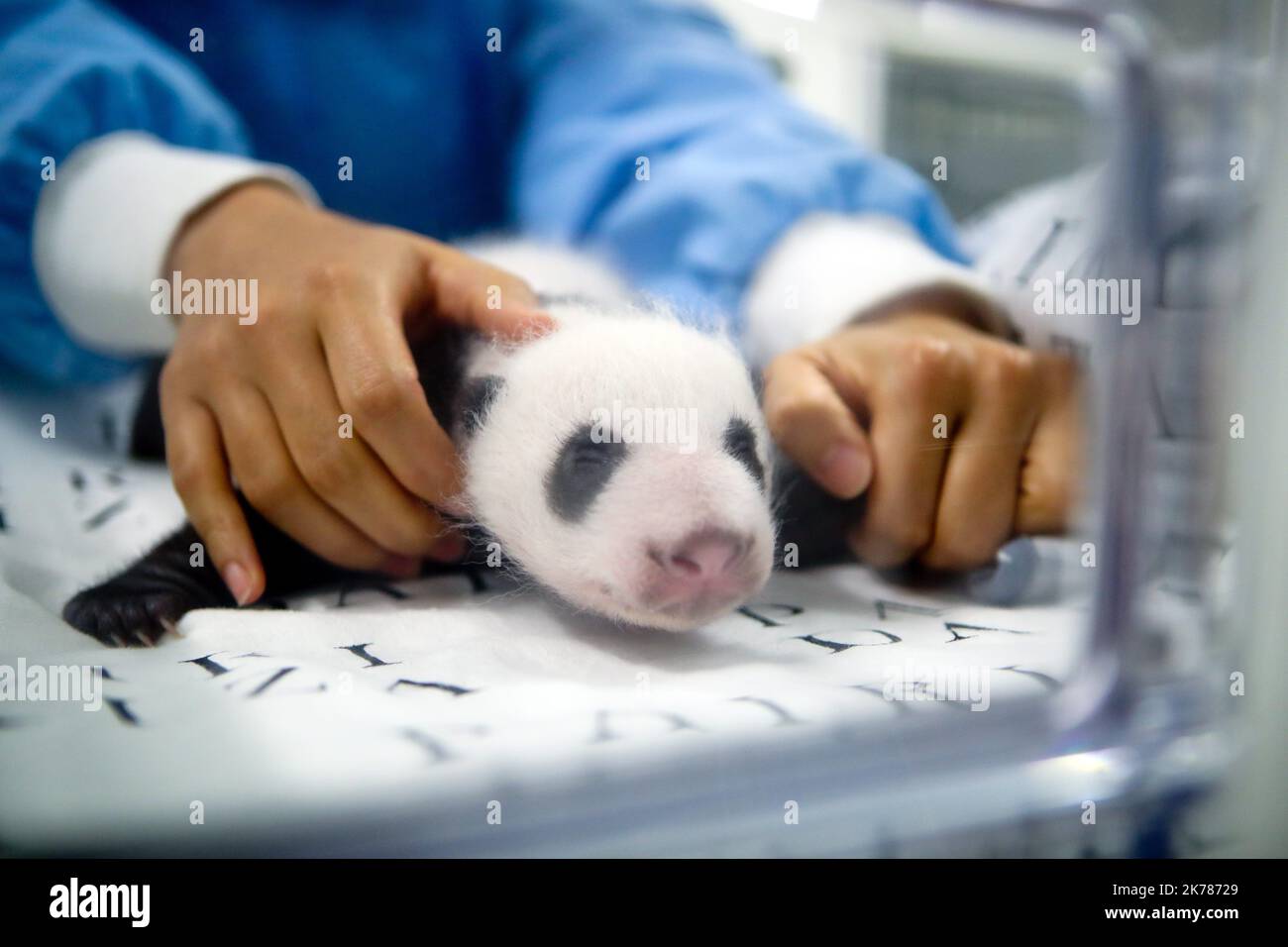 Ein Baby Panda in Pairi Daiza (ehemals Paradisio) ist ein privater Zoo ...