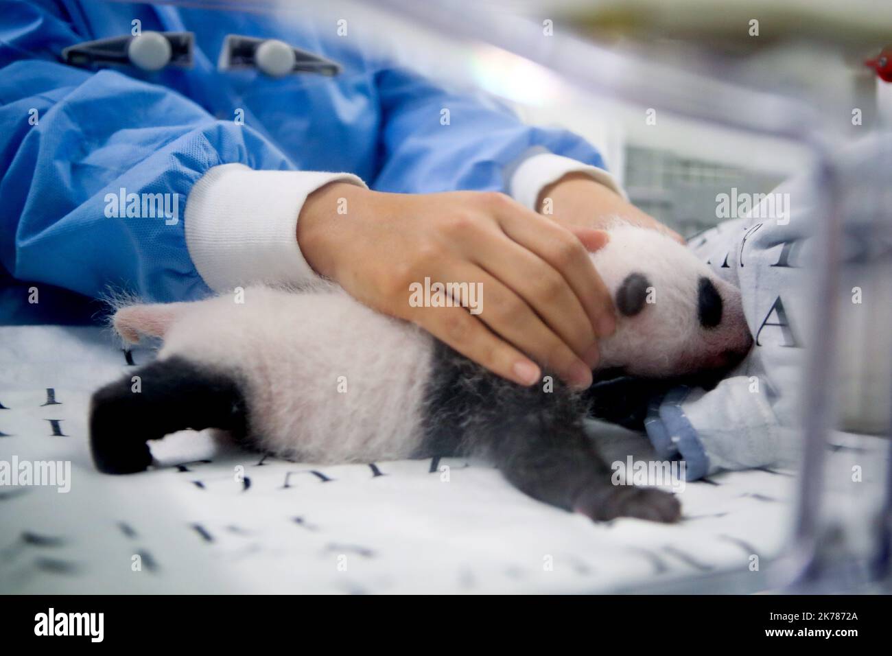 Ein Baby Panda in Pairi Daiza (ehemals Paradisio) ist ein privater Zoo ...