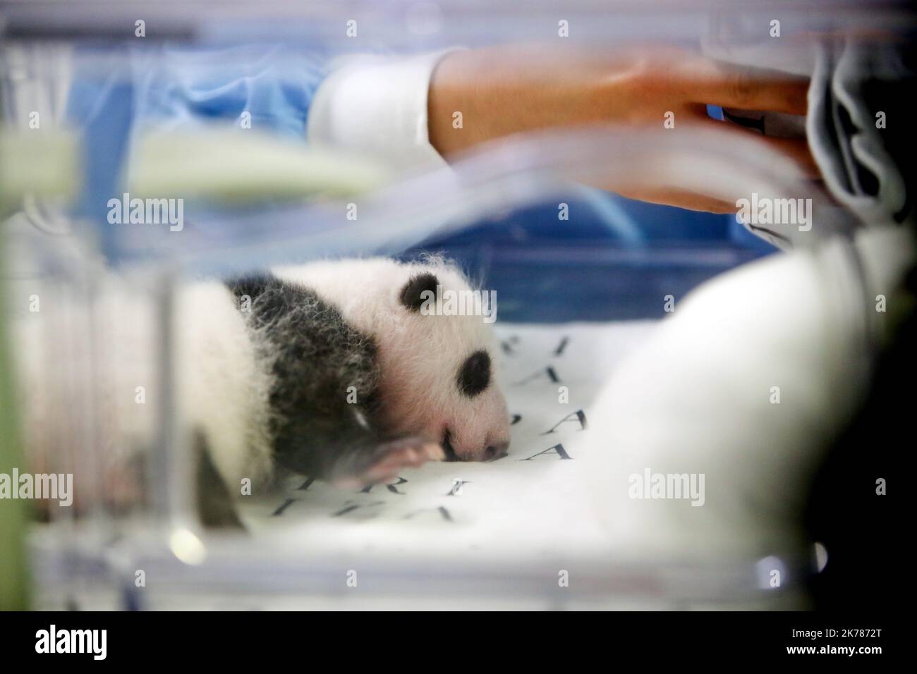 Ein Baby Panda in Pairi Daiza (ehemals Paradisio) ist ein privater Zoo ...