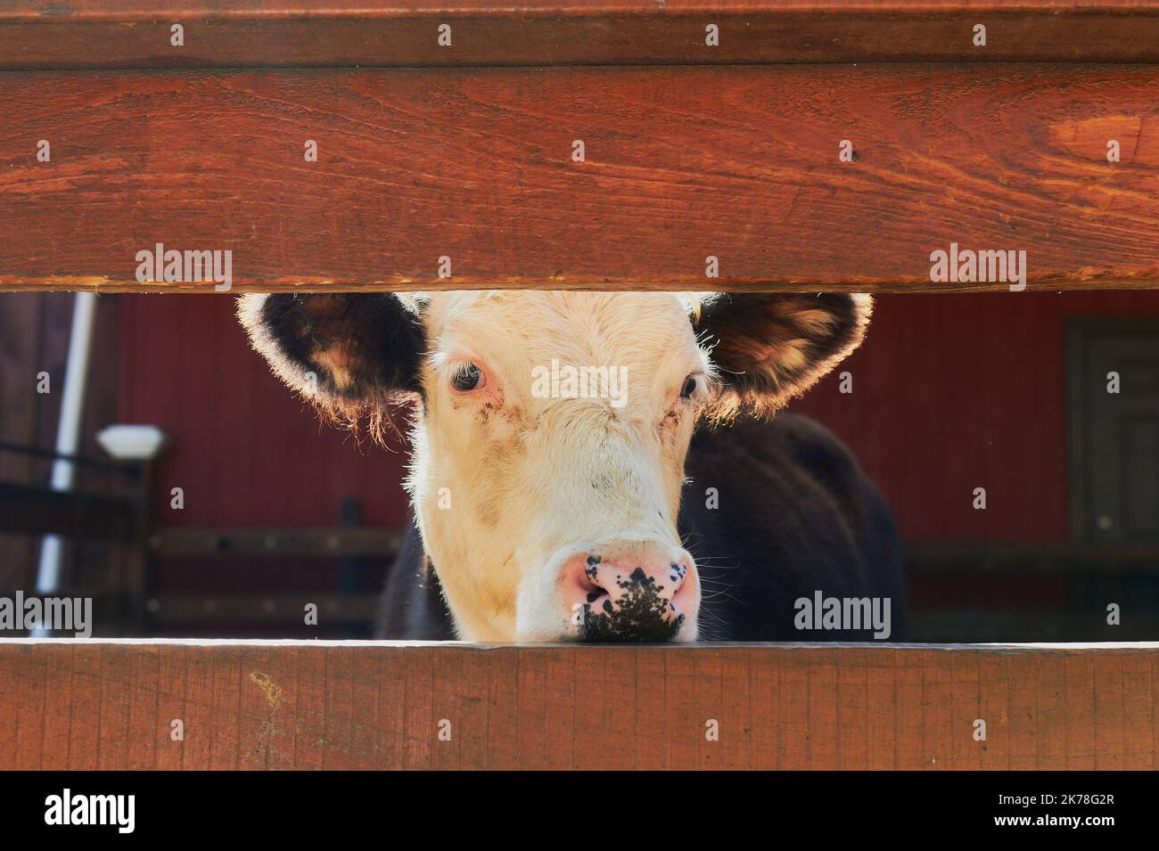 Eine Pygmäenkuh, die aus ihrem Gehege neben dem Kuhstall auf dem ...