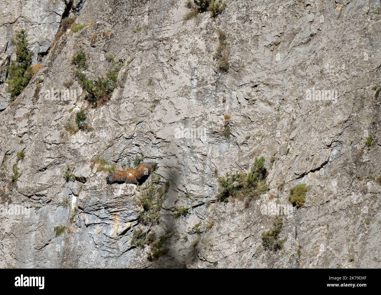 Gänsegeier felsen -Fotos und -Bildmaterial in hoher Auflösung – Alamy