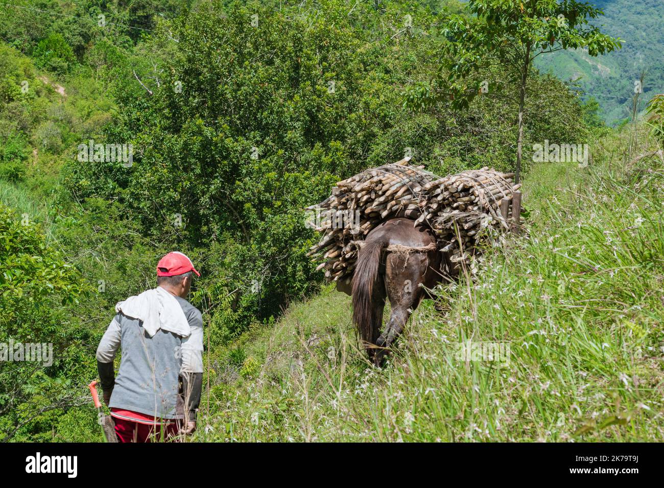 Kolumbianischer Muleteer trägt sein Maultier mit einer Ladung ...