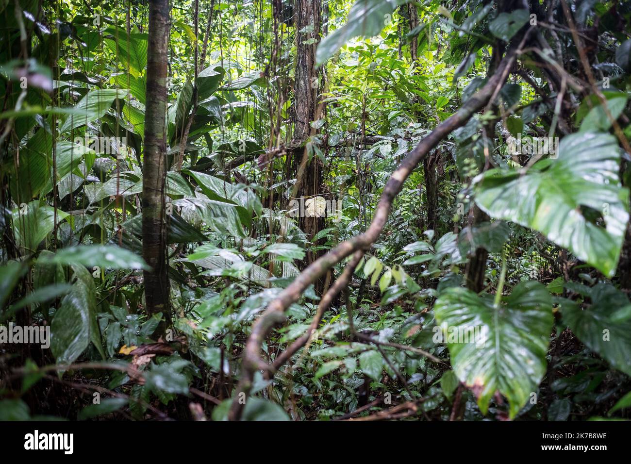 Tropischer wald in amazonien -Fotos und -Bildmaterial in hoher ...