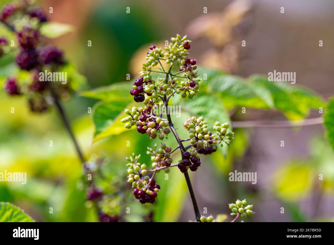 Holziger Strauch von Eleutherococcus senticosus oder sibirischem ...