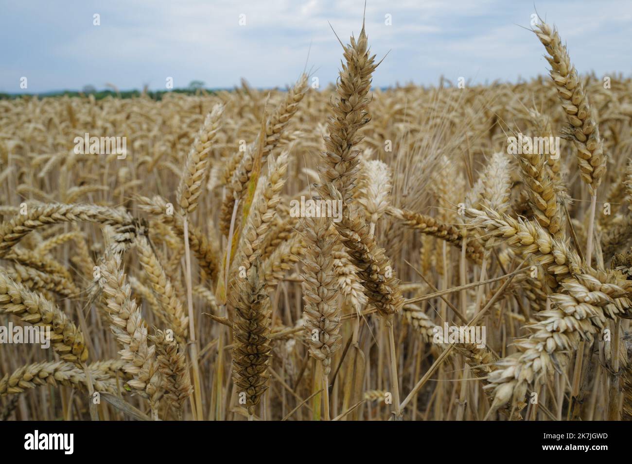 ©Alain Delpey/MAXPPP - SENAIDE 30/06/2022 Frankreich, Grand Est, le 30 juin 2022, UN champs de ...