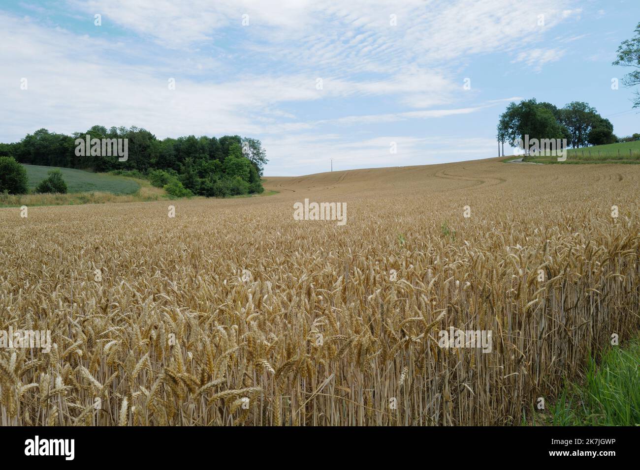 ©Alain Delpey/MAXPPP - SENAIDE 30/06/2022 Frankreich, Grand Est, le 30 juin 2022, UN champs de ...