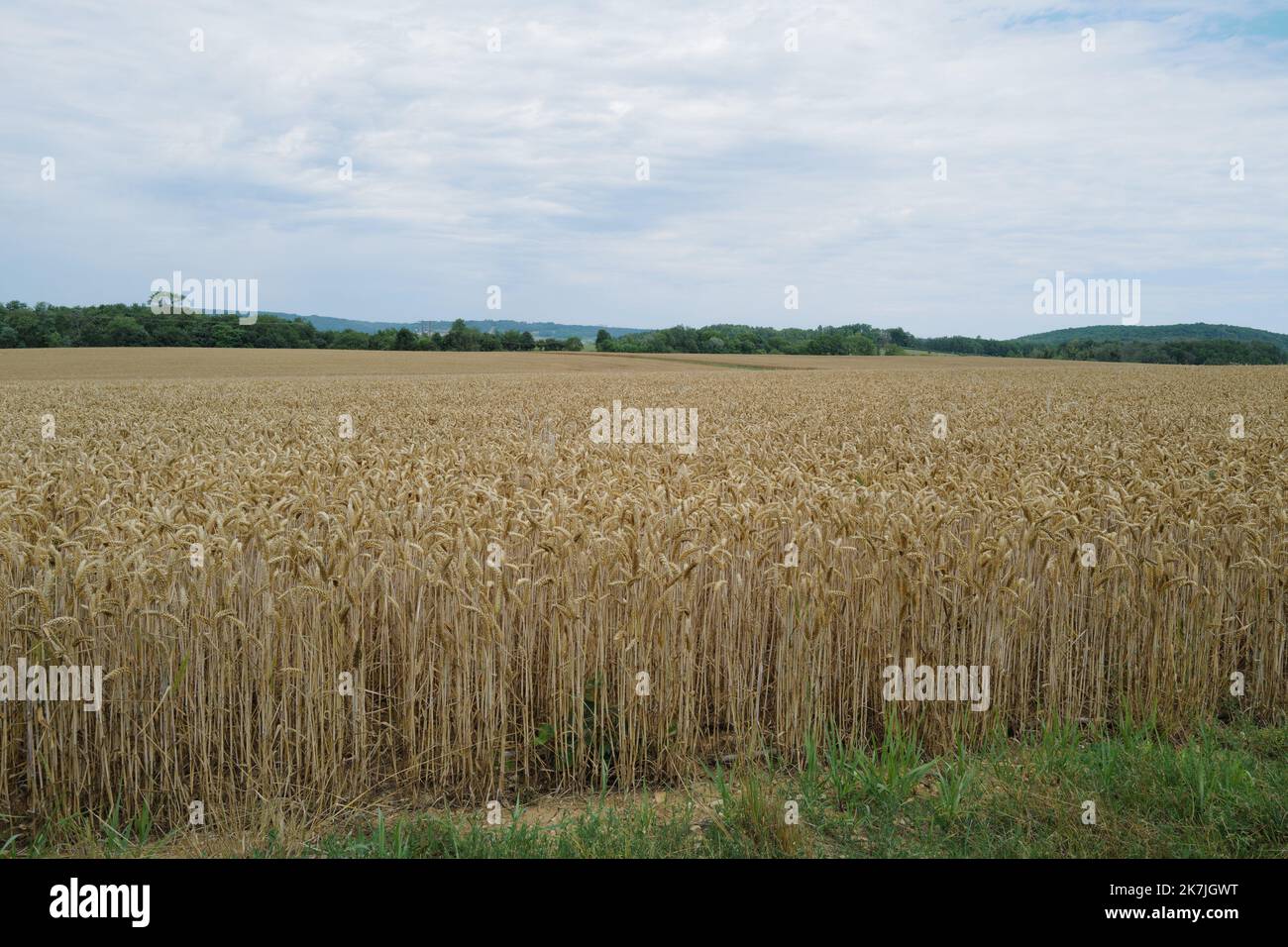 ©Alain Delpey/MAXPPP - SENAIDE 30/06/2022 Frankreich, Grand Est, le 30 juin 2022, UN champs de ...