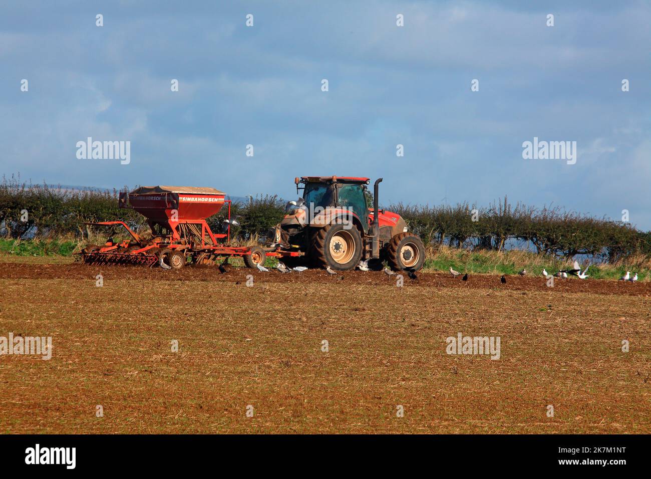Ein lokaler Landwirt, der auf seinem Traktor unterwegs ist, schleppt ...