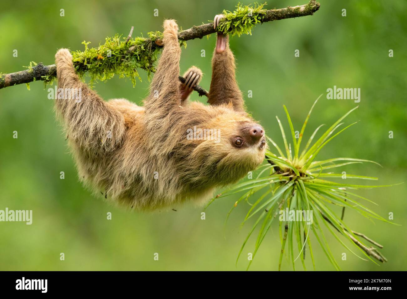 Das Faultier schwingt vom Ast. Costa Rica: DIESE UMGEDREHTEN Bilder ...