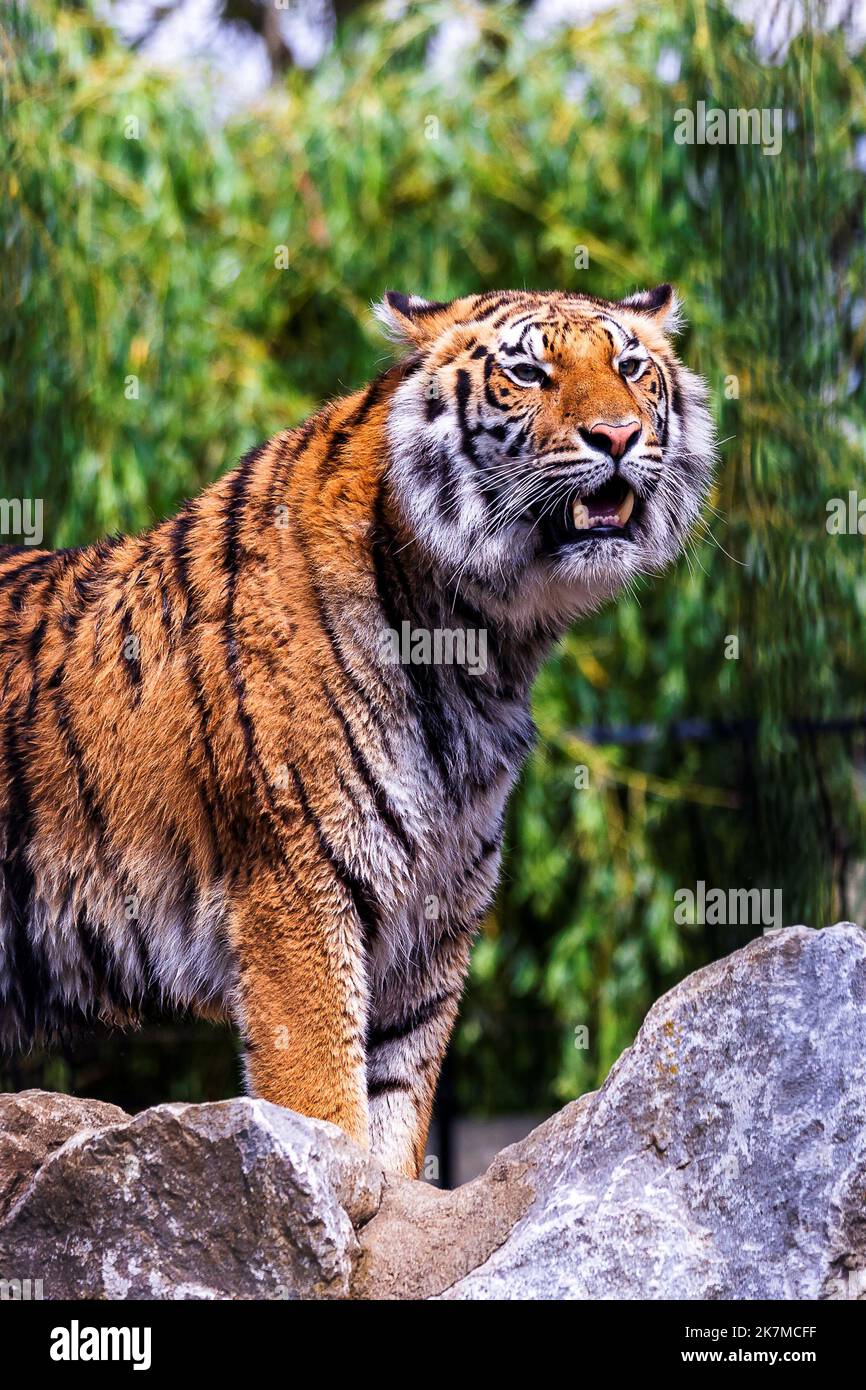 Ein Seitenportrait eines sibirischen Tigers, der auf einem Felsen steht ...