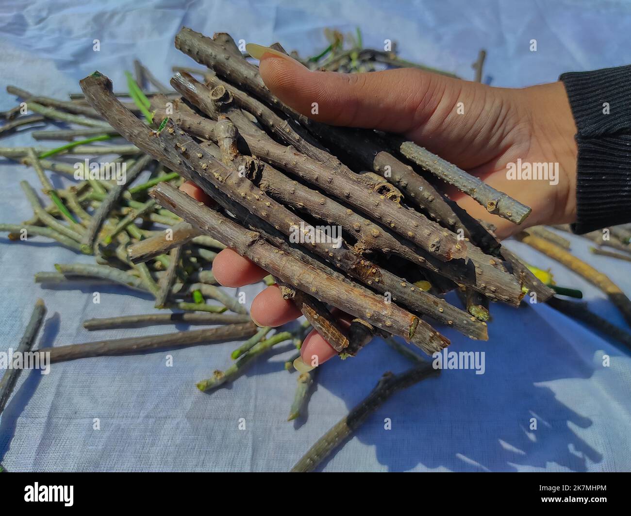 Asiatische mondsaat -Fotos und -Bildmaterial in hoher Auflösung – Alamy