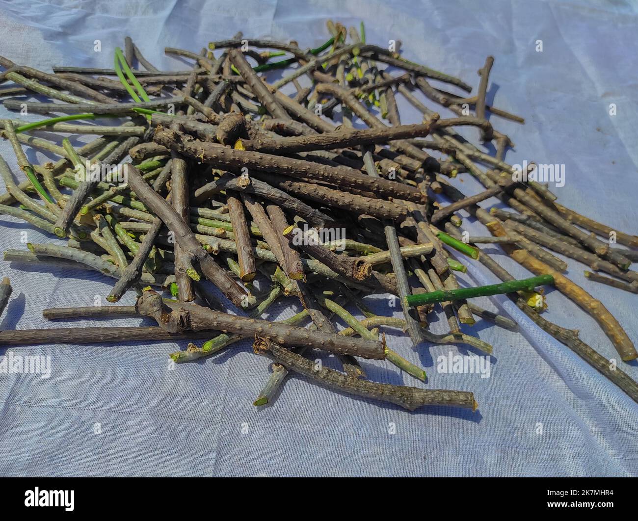 Asiatische mondsaat -Fotos und -Bildmaterial in hoher Auflösung – Alamy