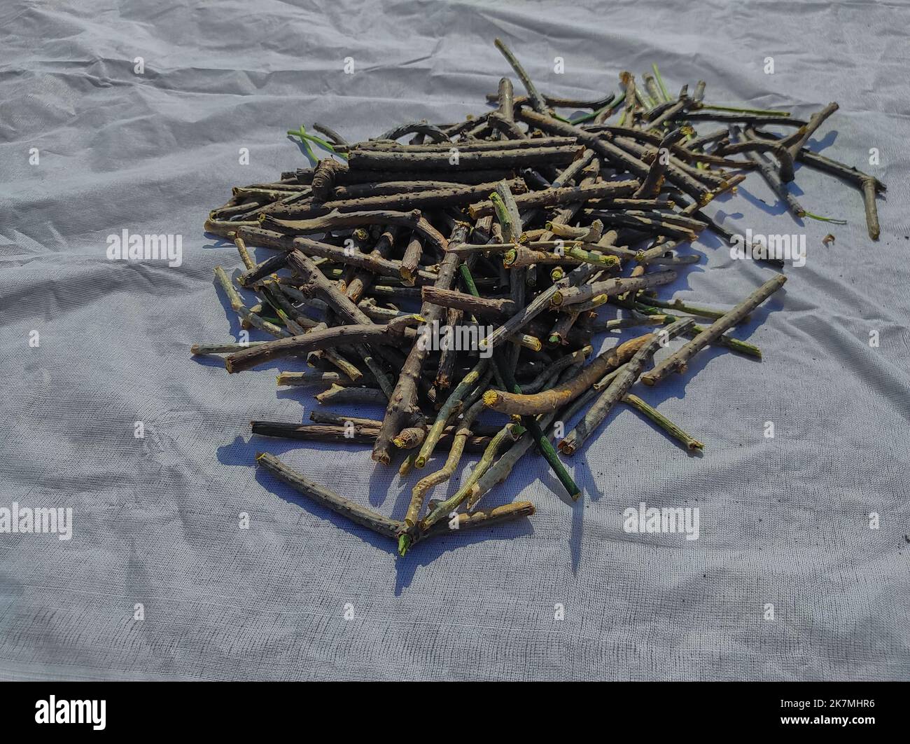 Asiatische mondsaat -Fotos und -Bildmaterial in hoher Auflösung – Alamy