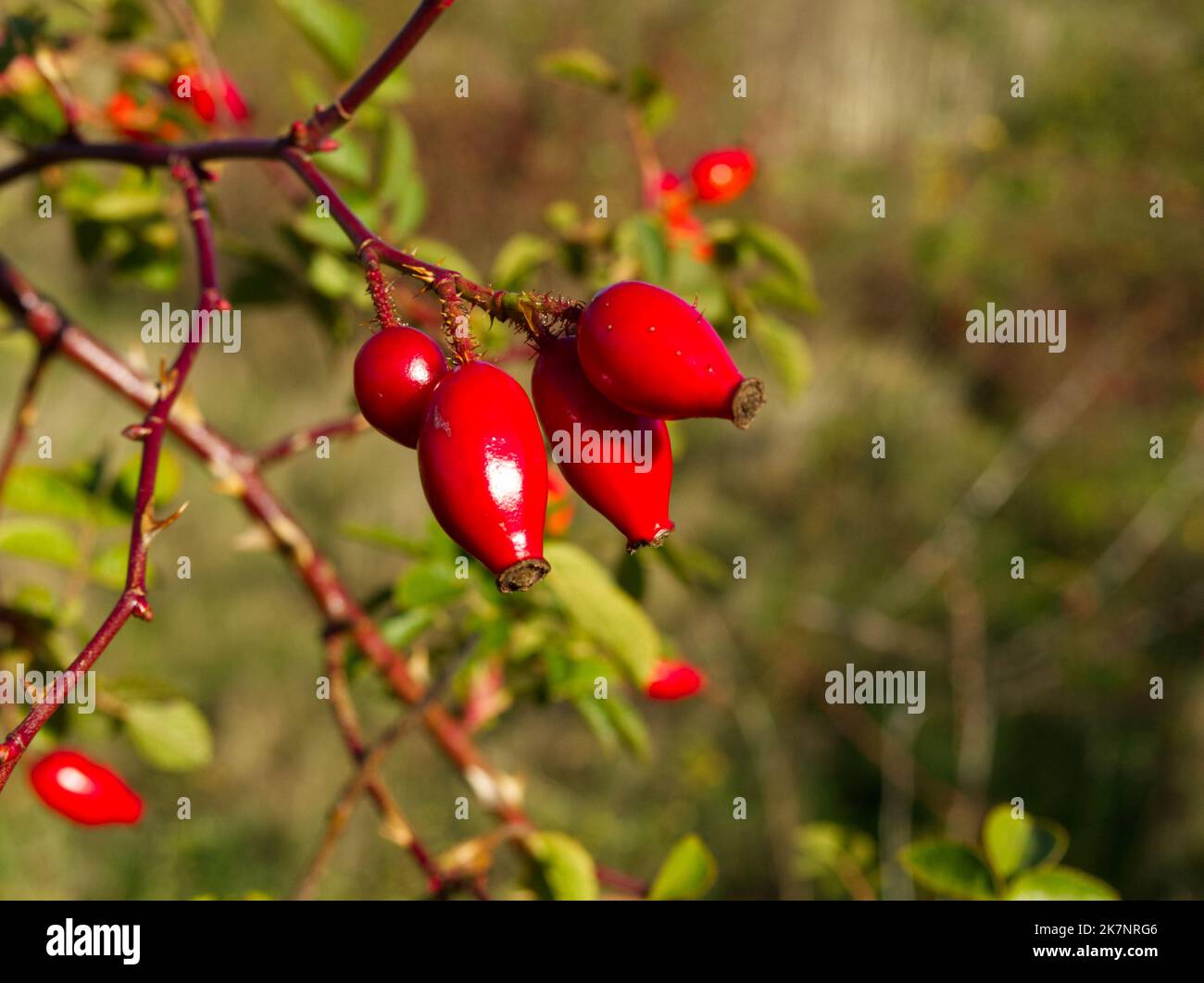 Hagebuttengelee beeren -Fotos und -Bildmaterial in hoher Auflösung – Alamy