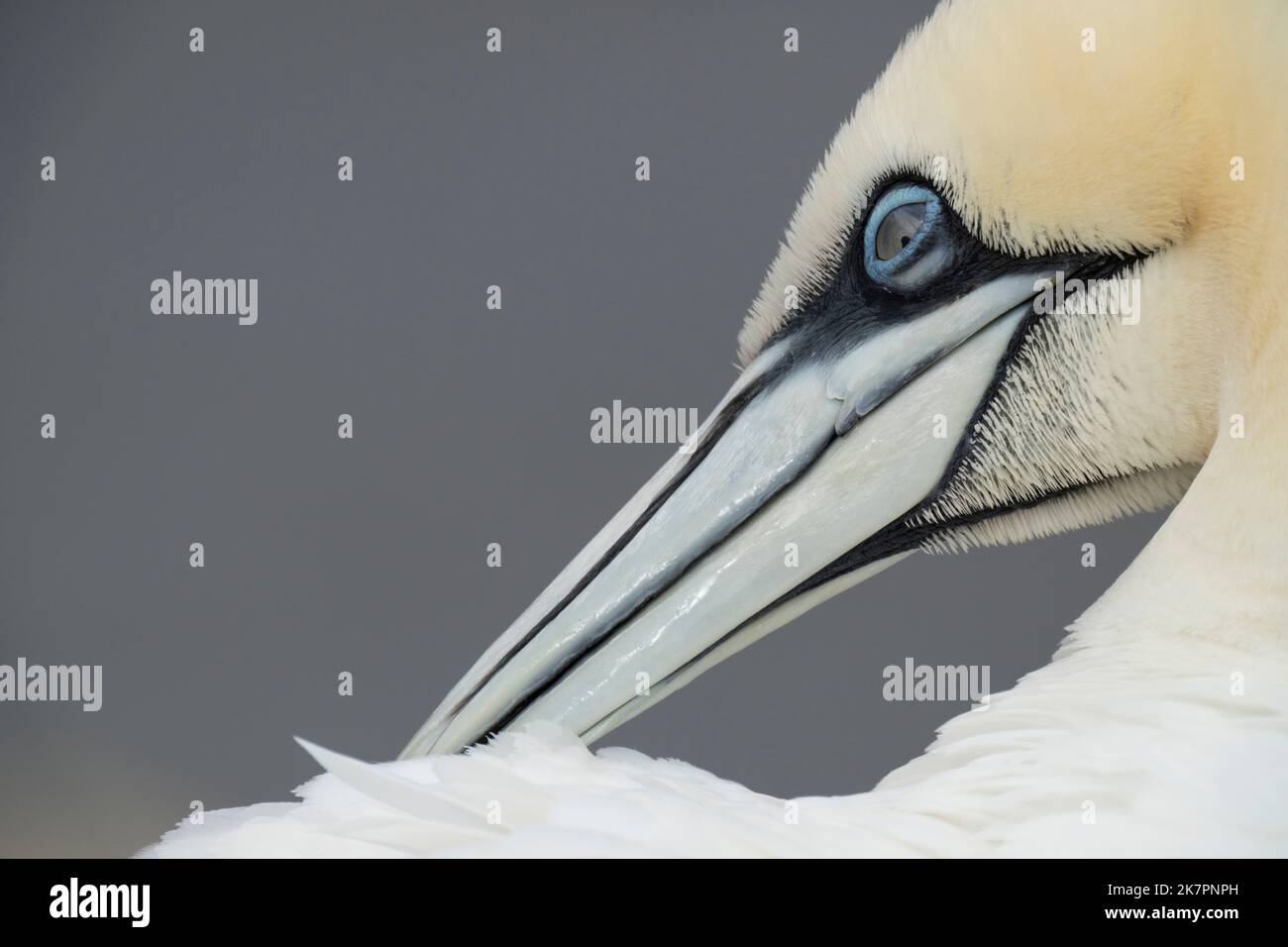 Nördlicher Gannet Morus Bassanus, ein ausgewachsener gefiederter Vogel ...