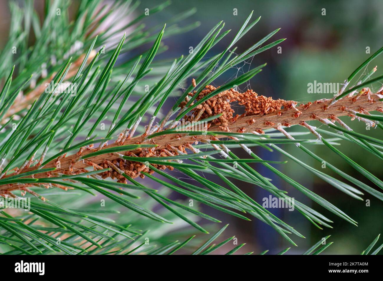 Kiefer Schadlinge Bilder