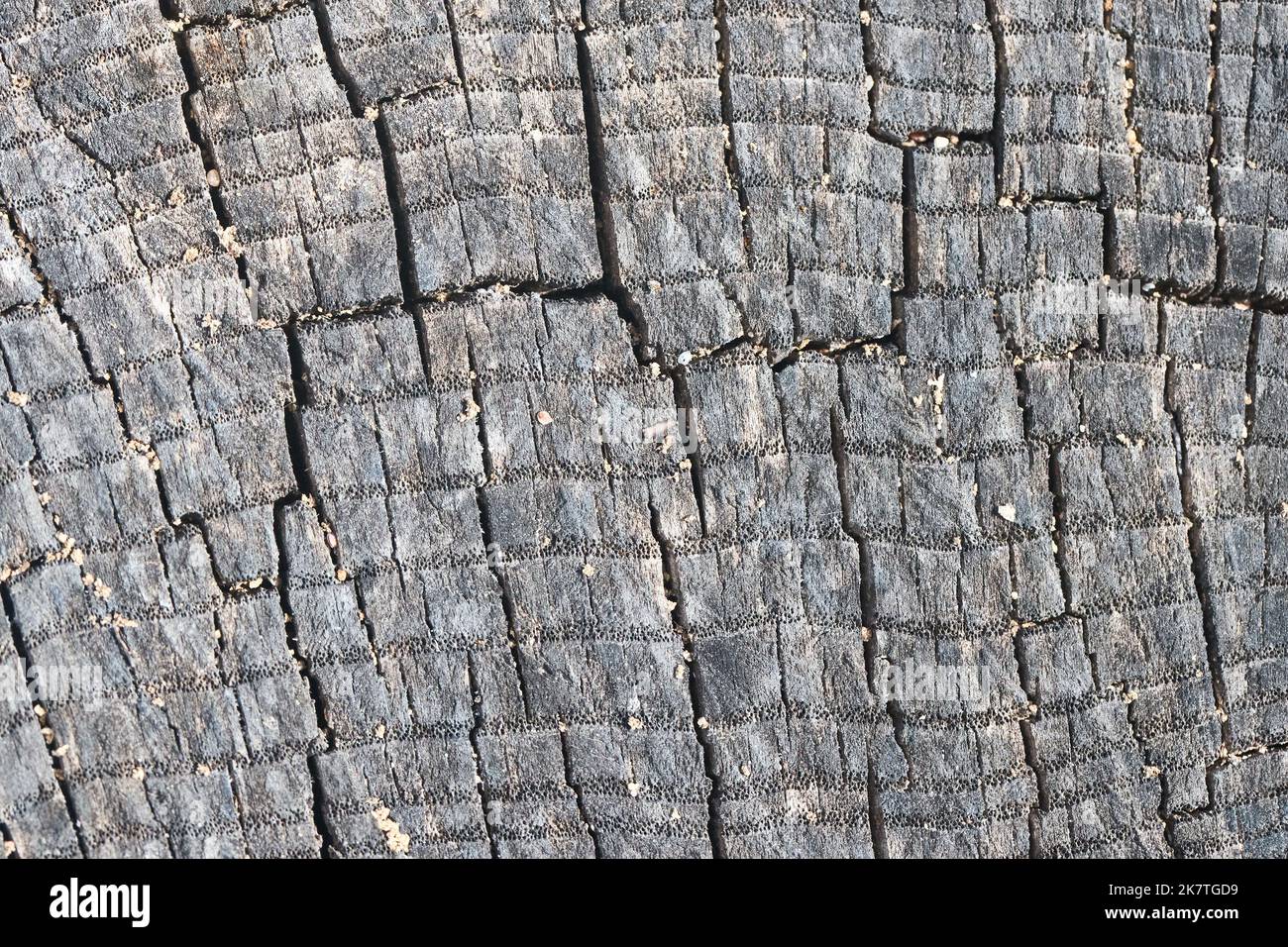 Querschnitt der Esche grau Ulme Eiche porösen Stumpf verbrannt grau und ...