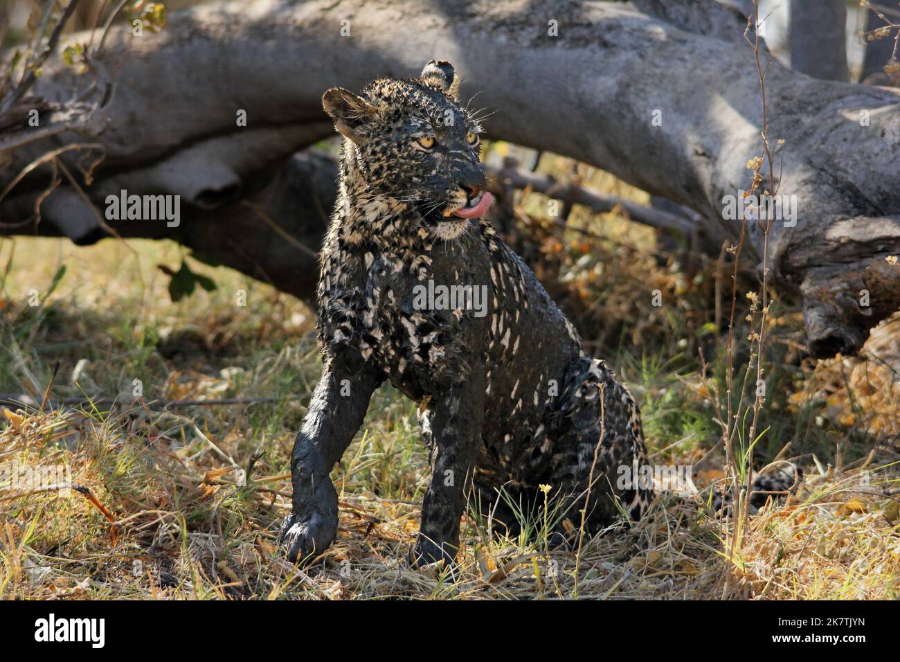 Der Leopard genießt seine wohlverdiente Mahlzeit. Botswana: WENN SIE?VE ...