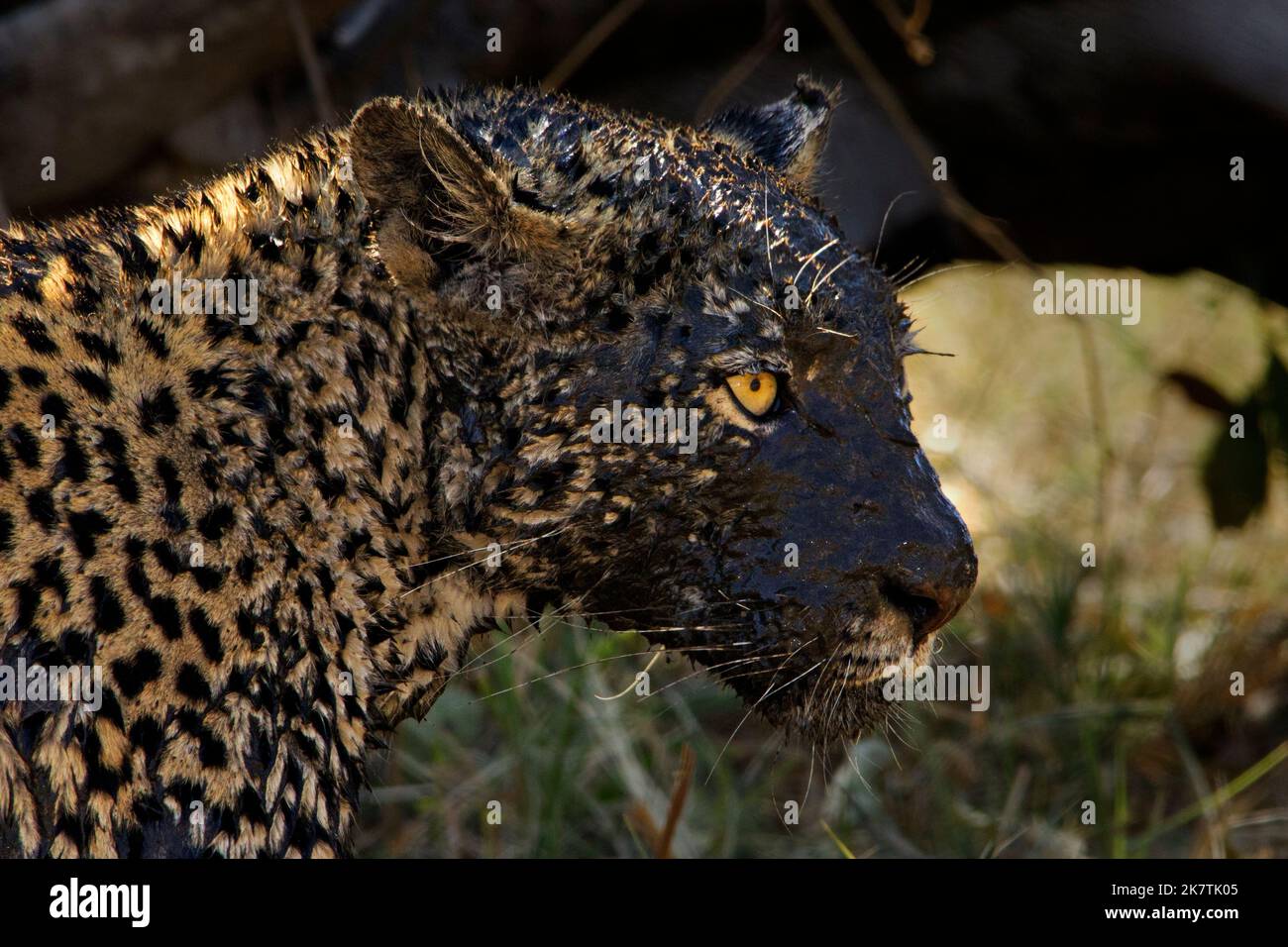Das Schlammbad war nicht entspannend. Botswana: WENN SIE?VE von der ...