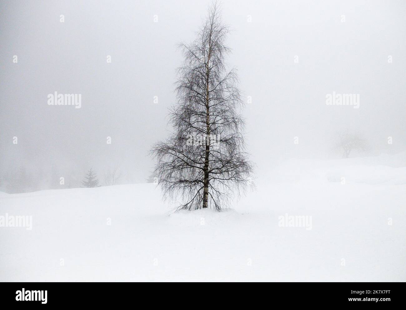 White birch in winter -Fotos und -Bildmaterial in hoher Auflösung ...