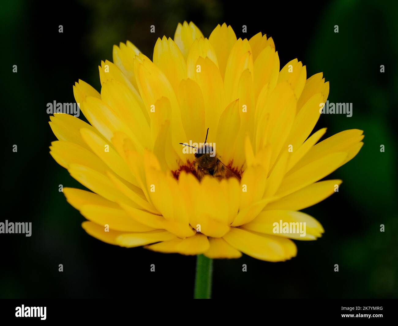 Makroaufnahme einer Biene oder Hummel: Details, die sonst nur schwer zu ...