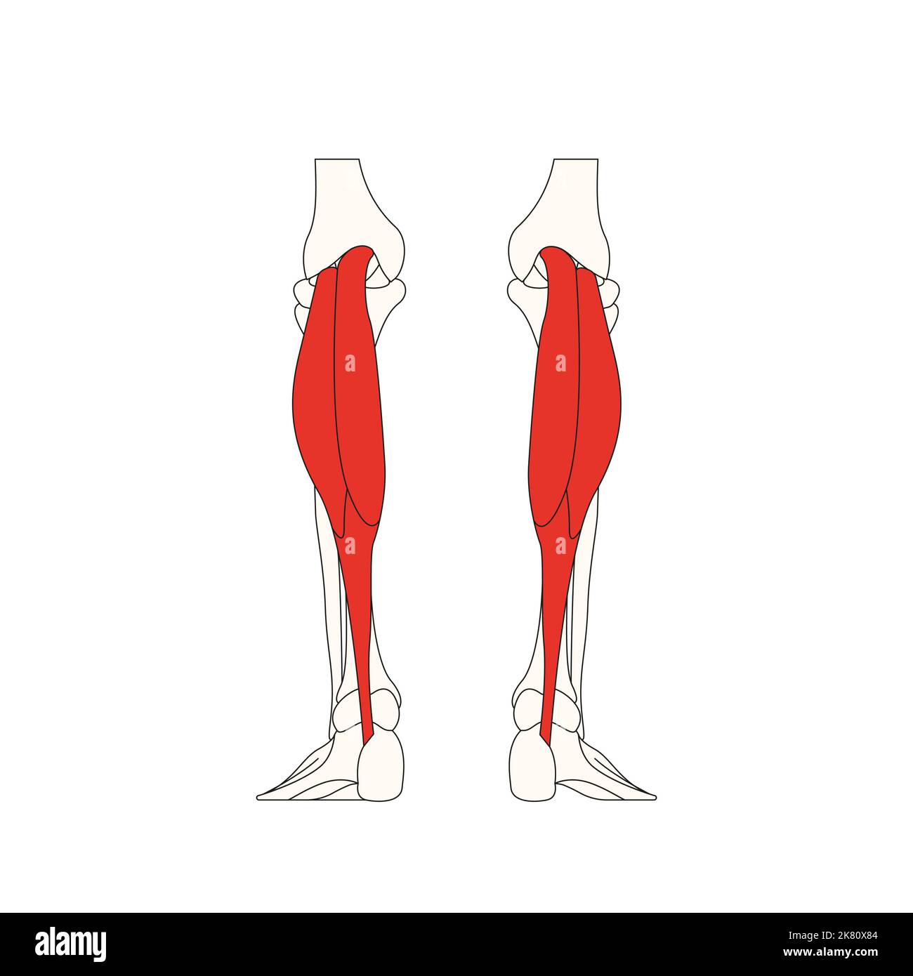 Menschliche Anatomie drawing gastrocnemius muscle Stockfotografie - Alamy