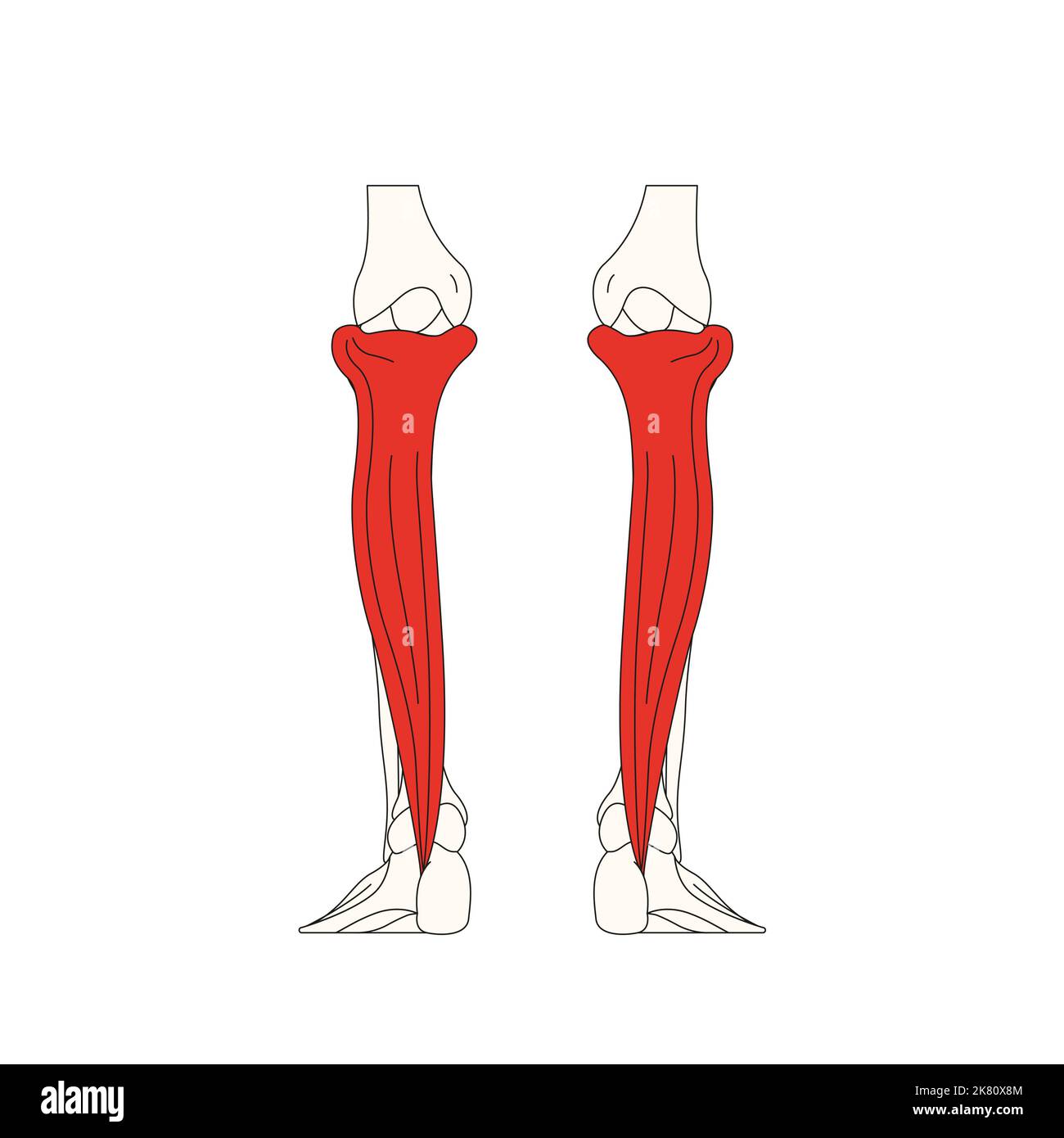 Soleus muskel -Fotos und -Bildmaterial in hoher Auflösung – Alamy
