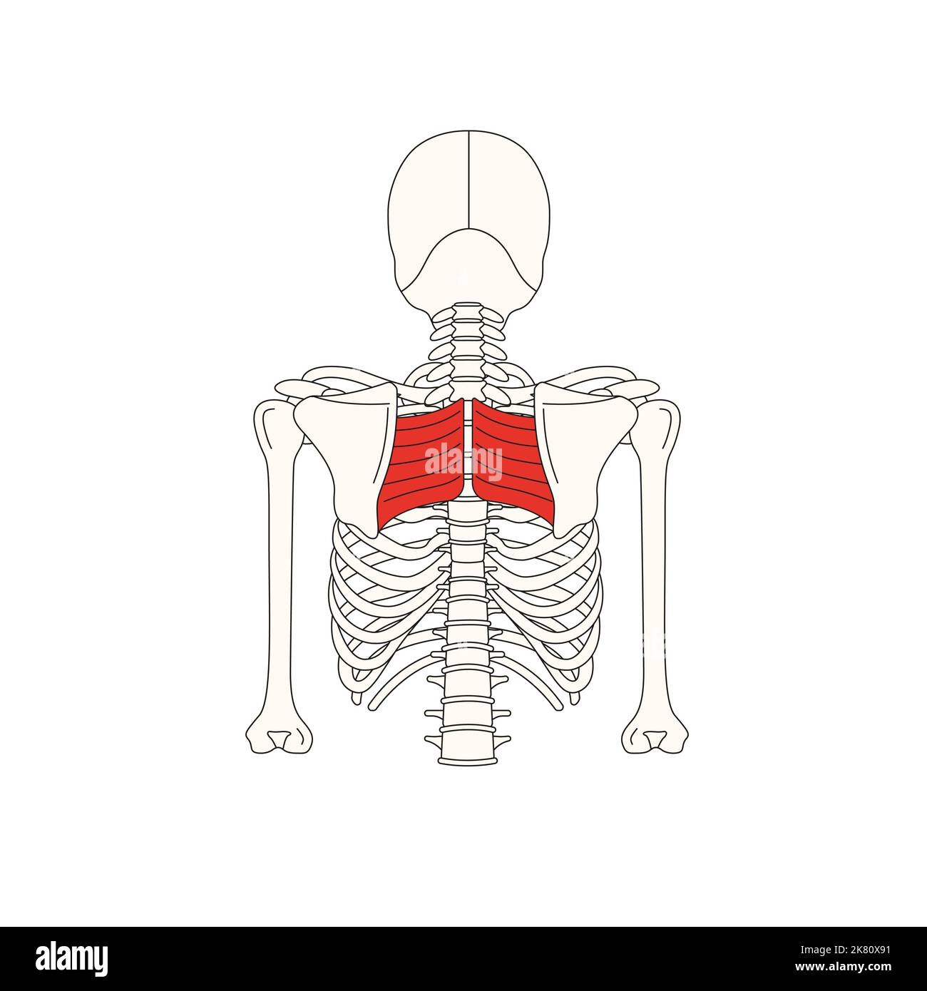 Menschliche Anatomie drawing Rhomboid major muscle Stockfotografie - Alamy