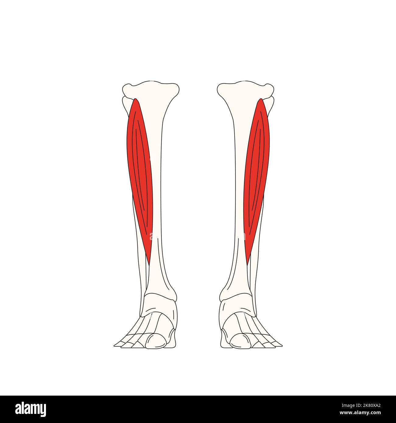 Menschliche Anatomie drawing tibial muscle Stockfotografie - Alamy