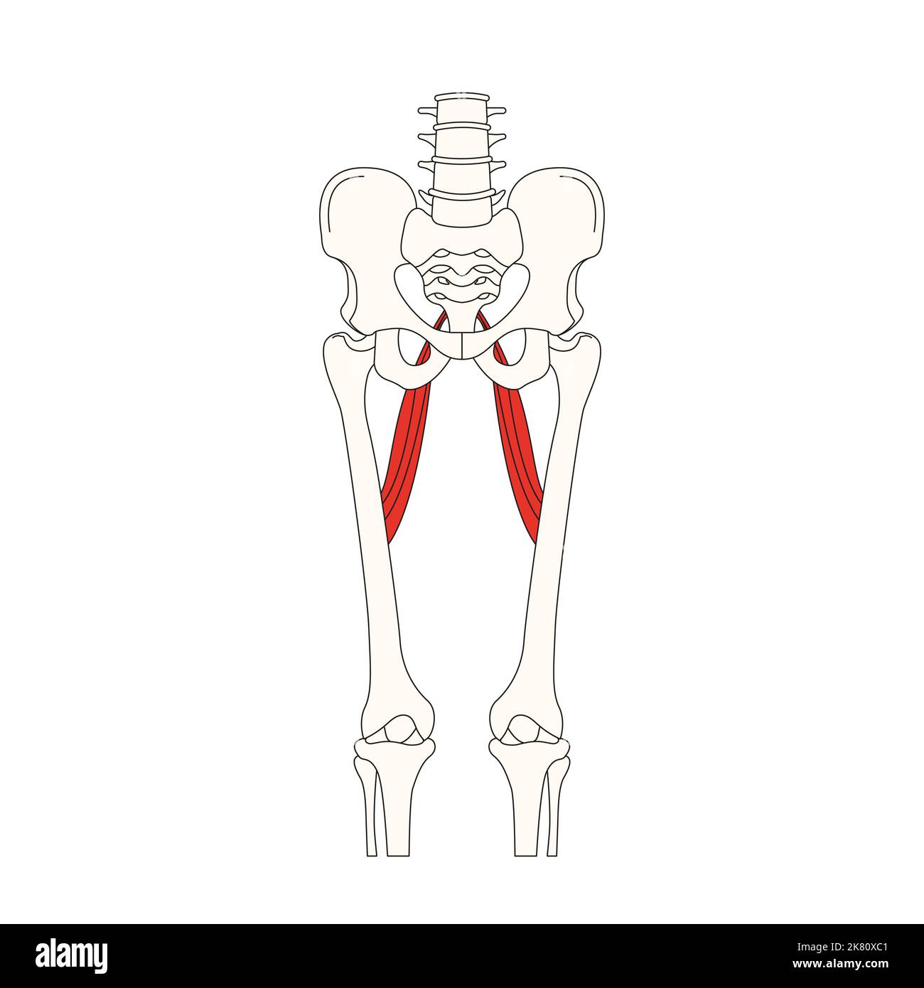 Menschliche Anatomie drawing long adductor muscle Stockfotografie - Alamy