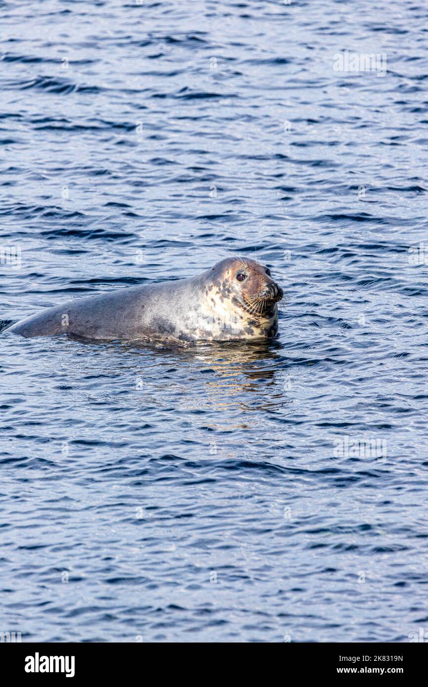 Eine Robbe wurde auf einem versunkenen Felsen ausgezogen, weigerte sich ...