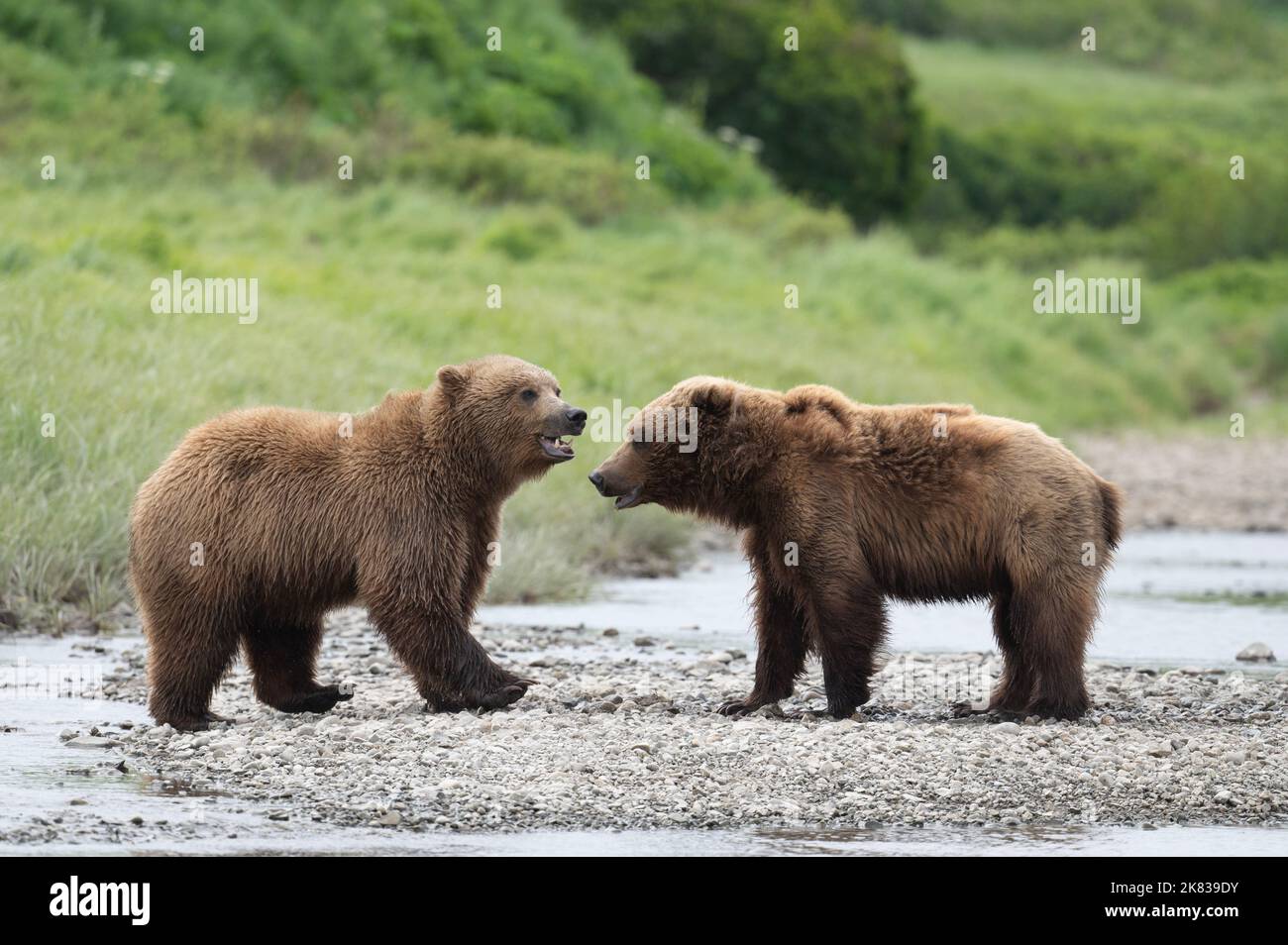 Zwei junge Alaskan-Braunbären stehen vor dem Ufer des Mikfik Creek im ...