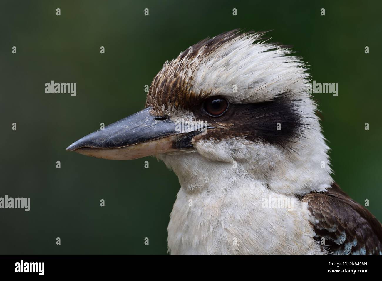 Detailed features -Fotos und -Bildmaterial in hoher Auflösung – Alamy