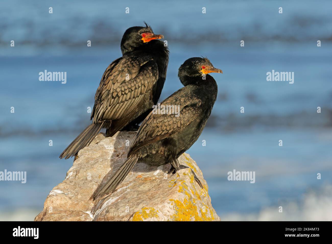 Gekrönte kormorane -Fotos und -Bildmaterial in hoher Auflösung – Alamy