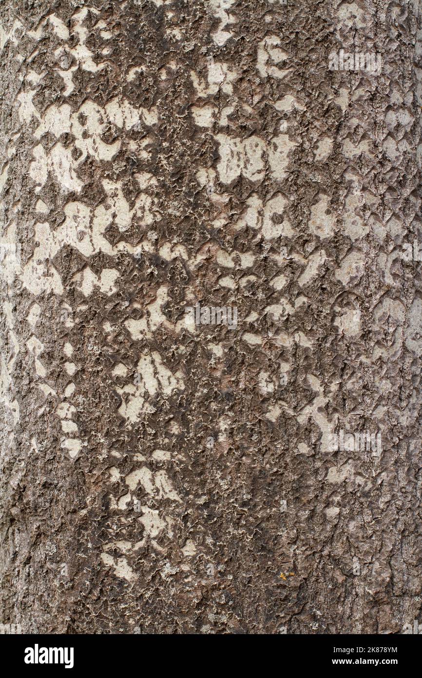 Buche rinde textur -Fotos und -Bildmaterial in hoher Auflösung – Alamy