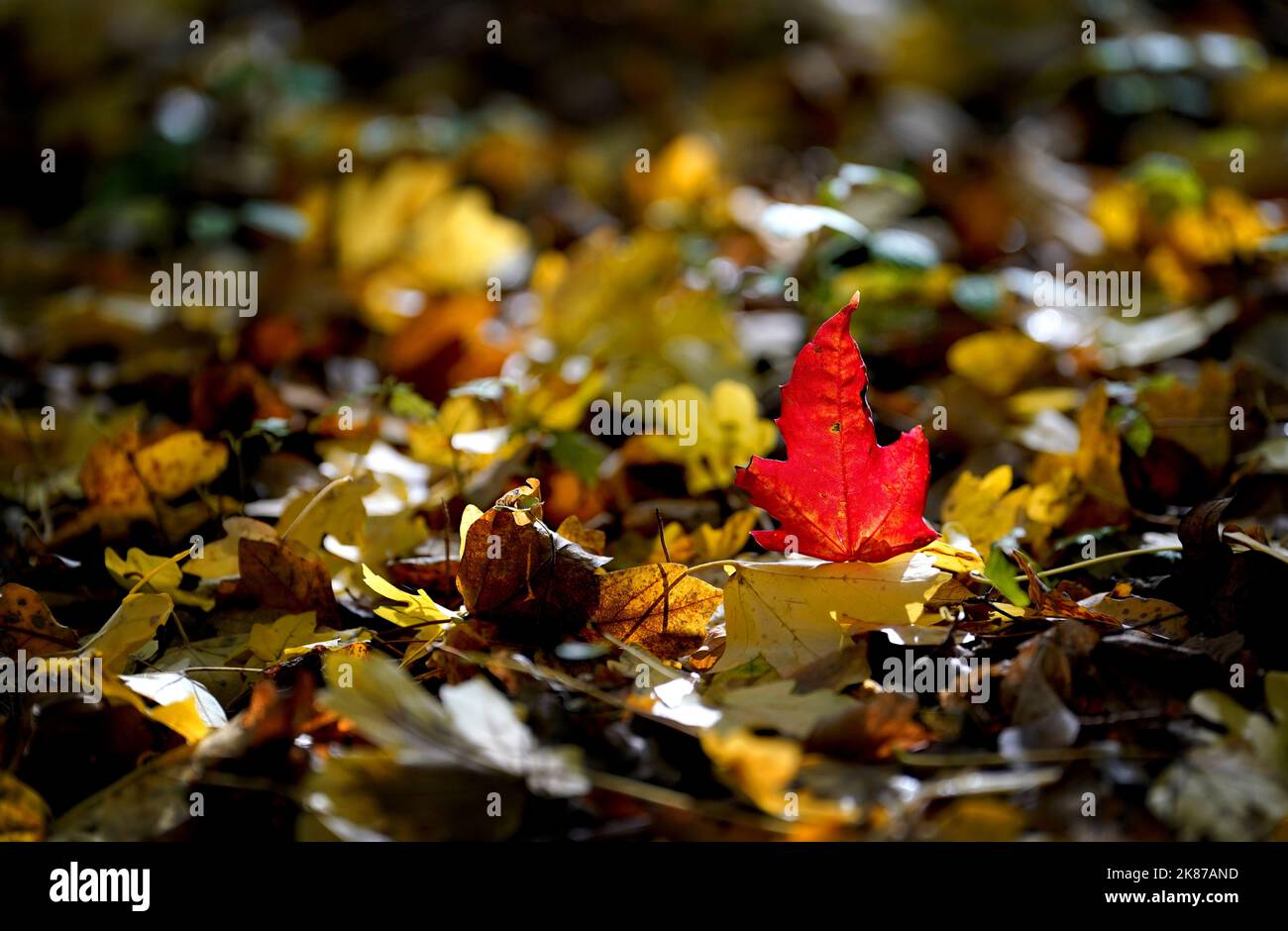 Ein einsames rotes Blatt wird in der Morgensonne zwischen herbstlichen ...