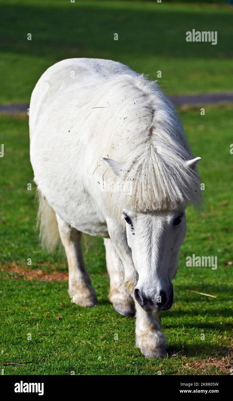 Shetland pony and race -Fotos und -Bildmaterial in hoher Auflösung – Alamy