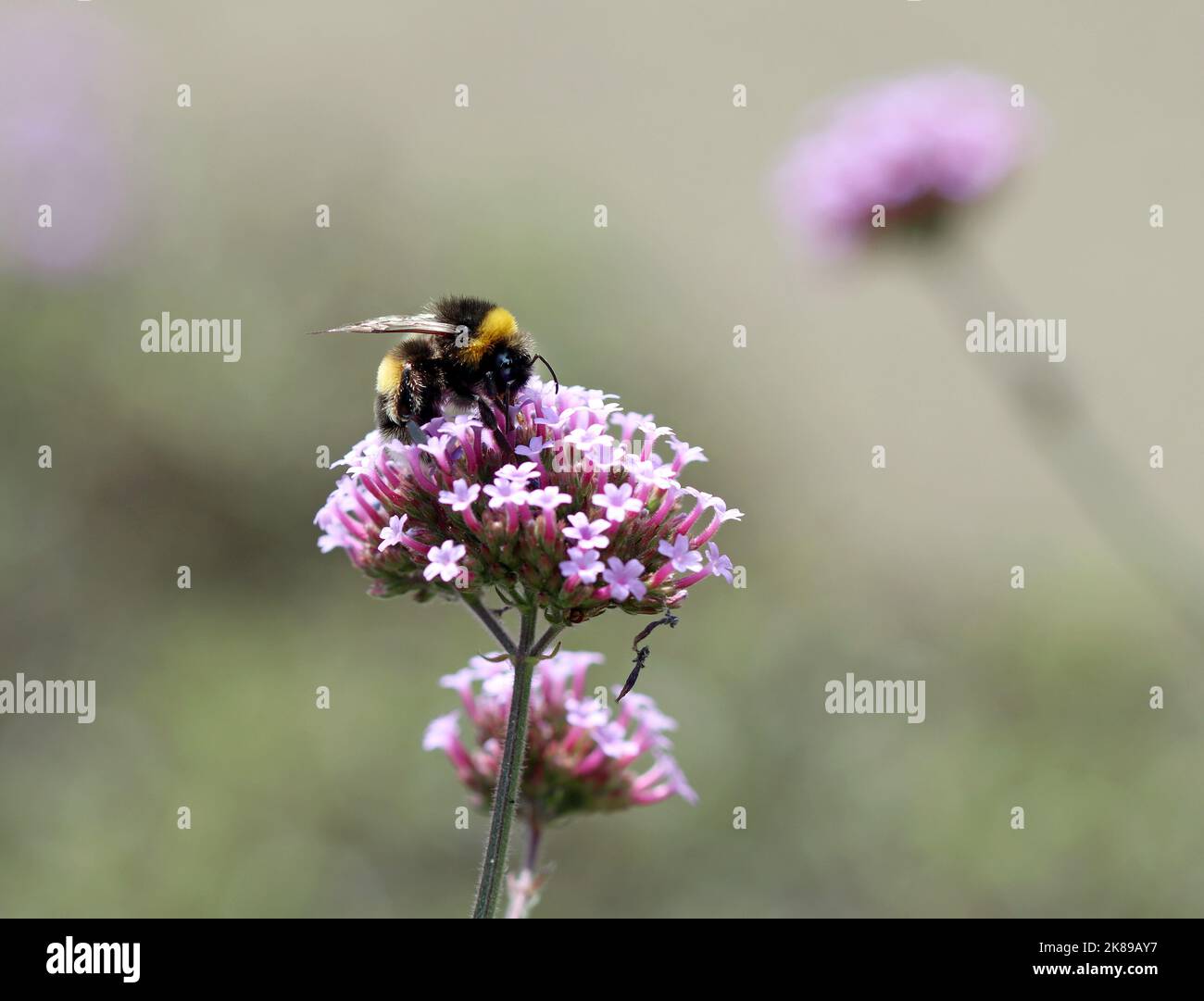 Verbena officinalis bonariensis -Fotos und -Bildmaterial in hoher ...