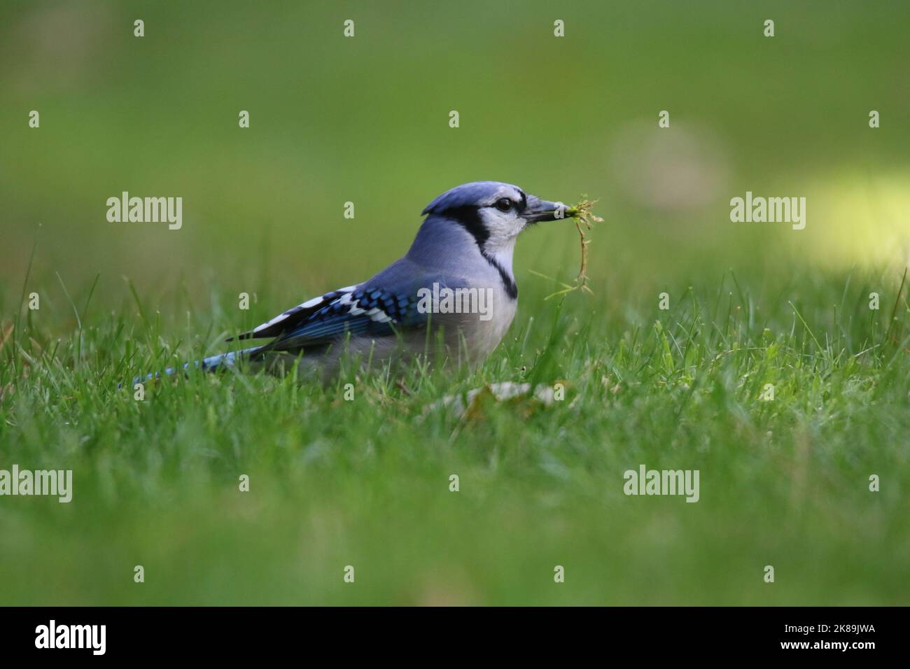Blue jay Cyanocitta cristata mit Moos im Schnabel in einem Hinterhof im ...