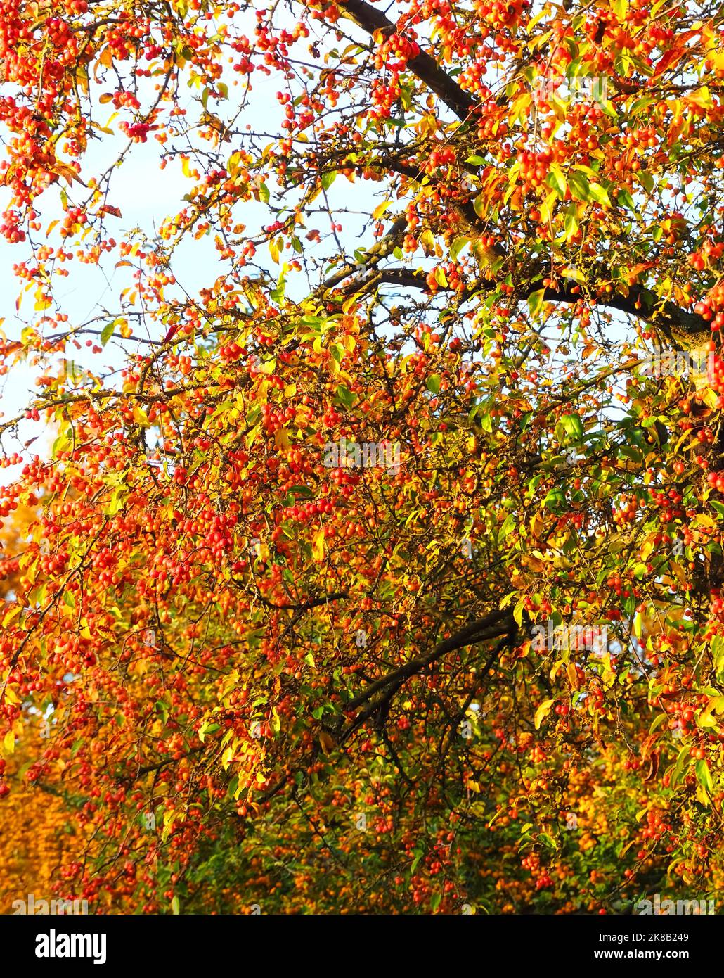 Kleiner zierbaum -Fotos und -Bildmaterial in hoher Auflösung – Alamy