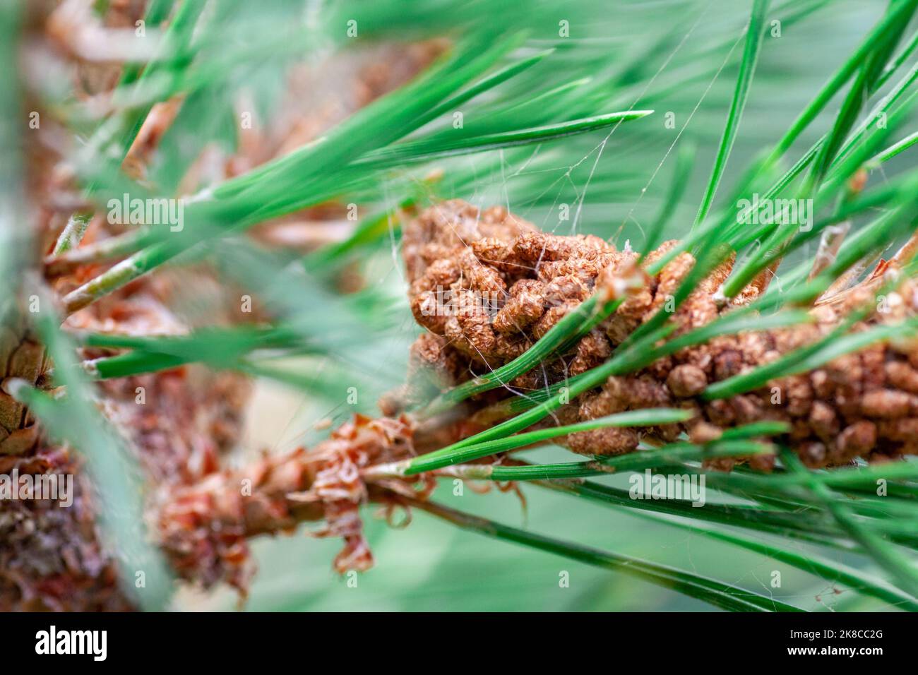 Krankheiten der Nadelbäume - Parasiten der Kiefer-Holz-Skleroderriose ...