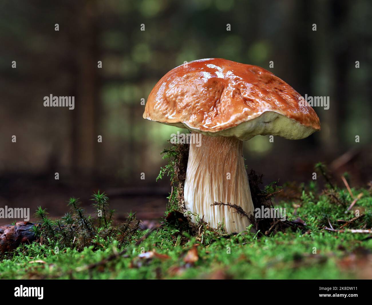 Der einzelne große Pilz, der Steinpilz edulis, wächst durch das Moos im ...